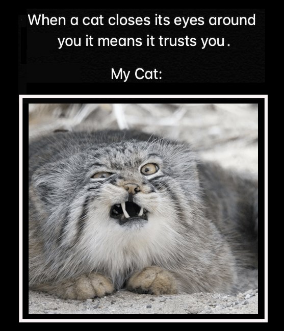 If a cat closes it's eyes around you - Lolcats - lol | cat memes ...