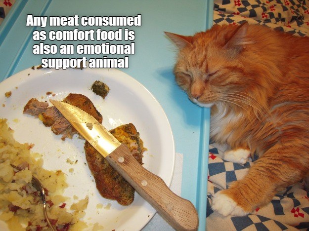 I Agree - Lolcats - lol | cat memes | funny cats | funny cat pictures ...