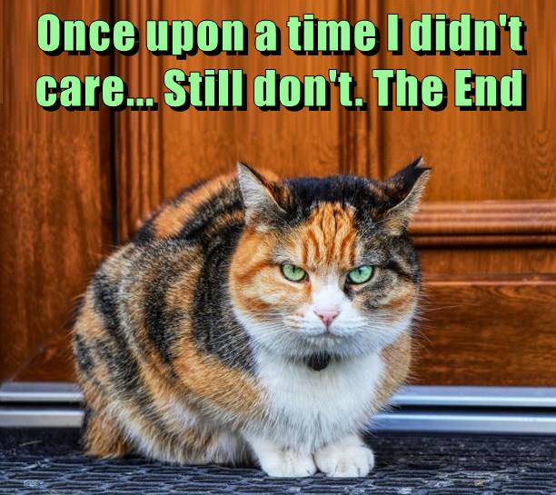 Grumpy Cat contender - Lolcats - lol | cat memes | funny cats | funny ...