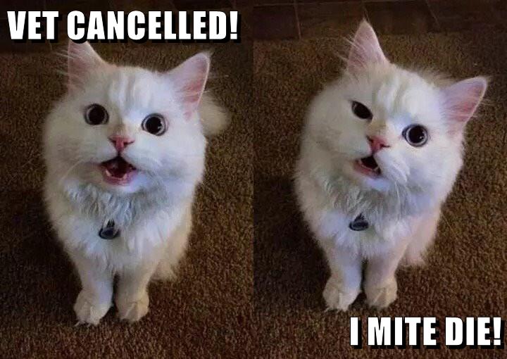 A double-edged sword - Lolcats - lol | cat memes | funny cats | funny ...