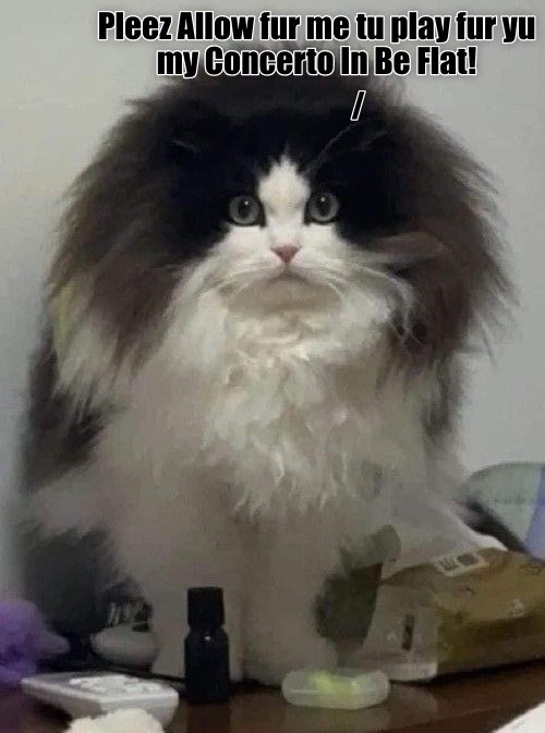 Flat, not like my hair - Lolcats - lol | cat memes | funny cats | funny ...