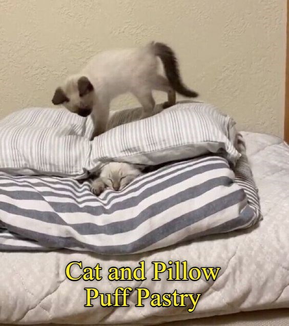 All of the fancy restaurants are serving this - Lolcats - lol | cat ...