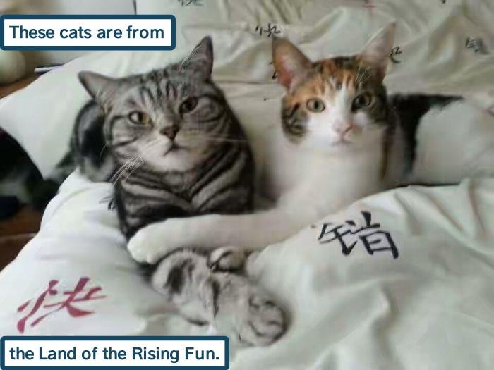 Model citizens - Lolcats - lol | cat memes | funny cats | funny cat ...