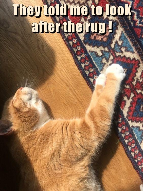 I'm a cat of my word - Lolcats - lol | cat memes | funny cats | funny ...