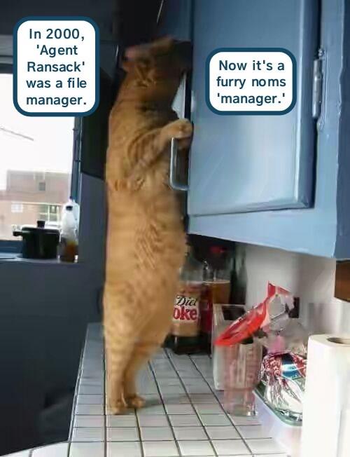 The stock market crash hit everyone hard - Lolcats - lol | cat memes ...