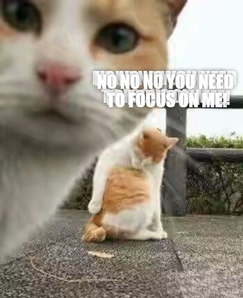 I am the focus now - Lolcats - lol | cat memes | funny cats | funny cat ...