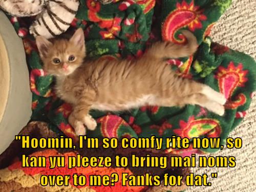 Yes master - Lolcats - lol | cat memes | funny cats | funny cat ...