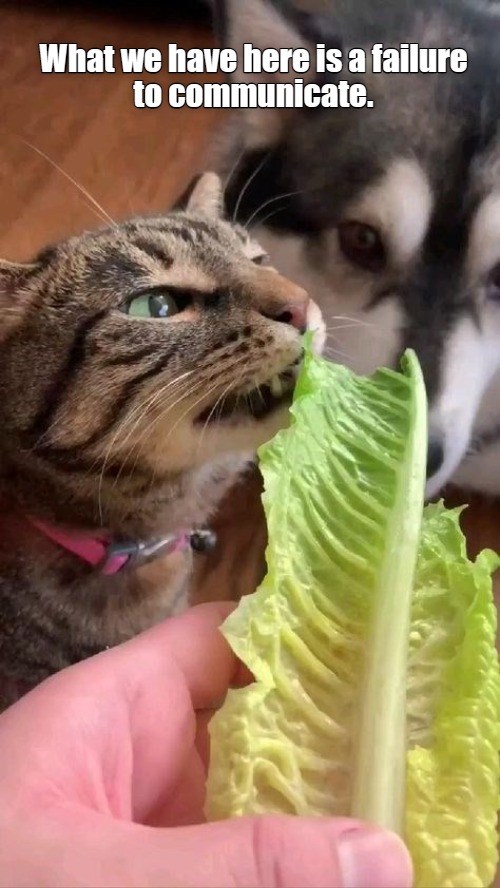 She meant she wanted more catnip when she mentioned more "green ...