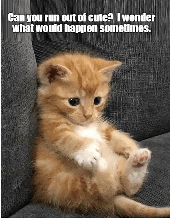 Not a problem for me - Lolcats - lol | cat memes | funny cats | funny ...