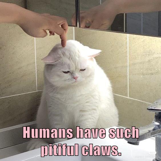 Life must be hard for them - Lolcats - lol | cat memes | funny cats ...