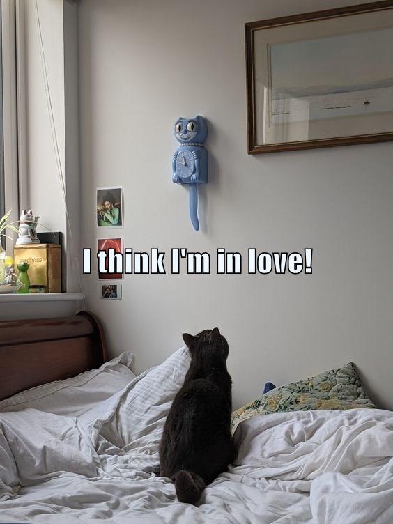Time flies when you're in love - Lolcats - lol | cat memes | funny cats ...
