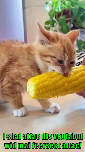 Kitty used NOM, it was super effective! - Lolcats - lol | cat memes ...