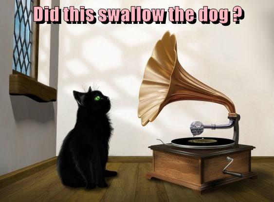 Whatever, he's gone - Lolcats - lol | cat memes | funny cats | funny ...