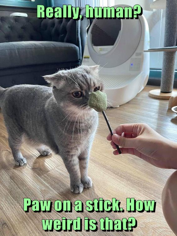 I'll never understand them - Lolcats - lol | cat memes | funny cats ...