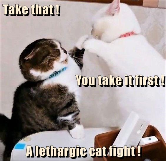 A lethargic cat fight - Lolcats - lol | cat memes | funny cats | funny ...
