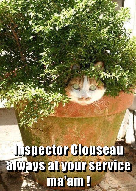Inspector Clouseau - Lolcats - lol | cat memes | funny cats | funny cat ...