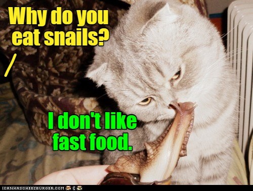 Chew slowly. - Lolcats - lol | cat memes | funny cats | funny cat ...