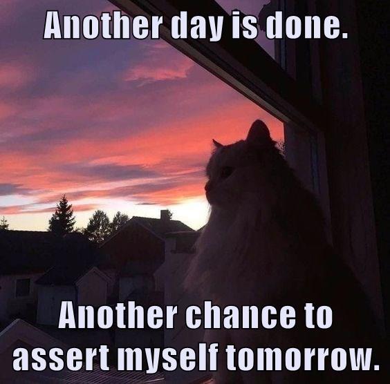 Tomorrow is a new day - Lolcats - lol | cat memes | funny cats | funny ...