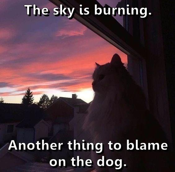 The sky is burning. Another thing to blame on the dog. - Lolcats - lol ...