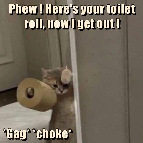 Phew ! Here's your toilet roll - Lolcats - lol | cat memes | funny cats | funny cat pictures ...