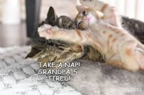 Nap time - Lolcats - lol | cat memes | funny cats | funny cat pictures ...