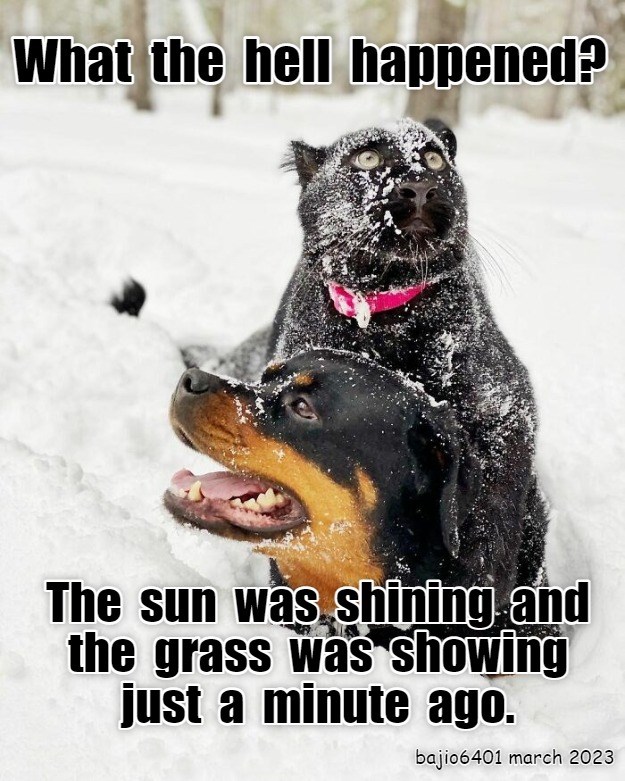 THE QUIRKS OF THE WINTER OF 2023 - Lolcats - lol | cat memes | funny ...