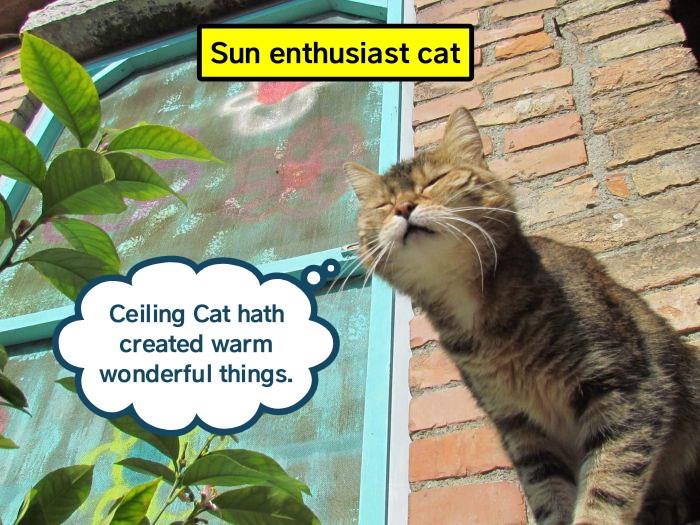 All praise ceiling cat - Lolcats - lol | cat memes | funny cats | funny ...
