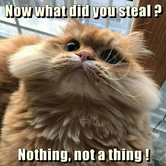 Are you calling me fat? My cheeks have always been this shape - Lolcats ...