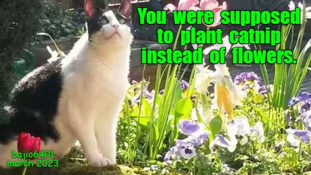 YOU MADE A BIG MISTAKE HERE - Lolcats - lol | cat memes | funny cats ...
