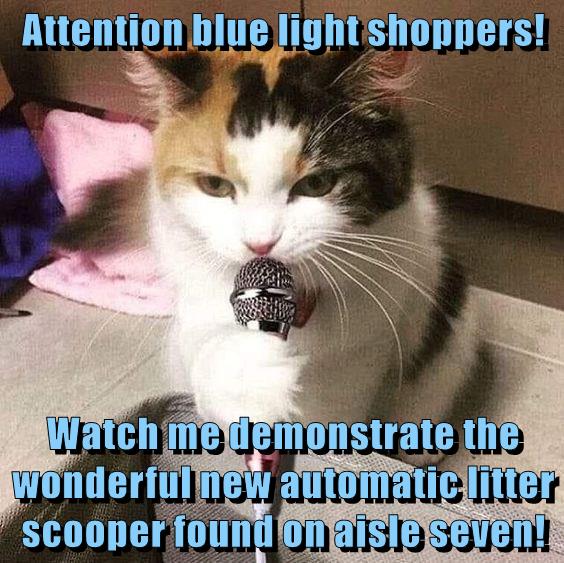 Attention! - Lolcats - lol | cat memes | funny cats | funny cat ...