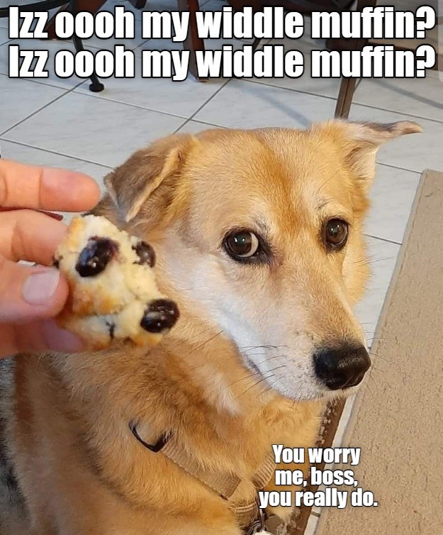 Uh... boss? Boss? - I Has A Hotdog - Dog Pictures - Funny pictures of ...