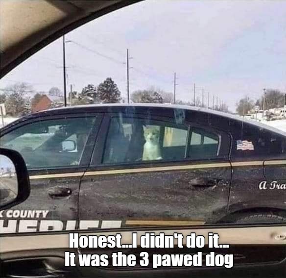 It's a travesty to justice - Lolcats - lol | cat memes | funny cats ...