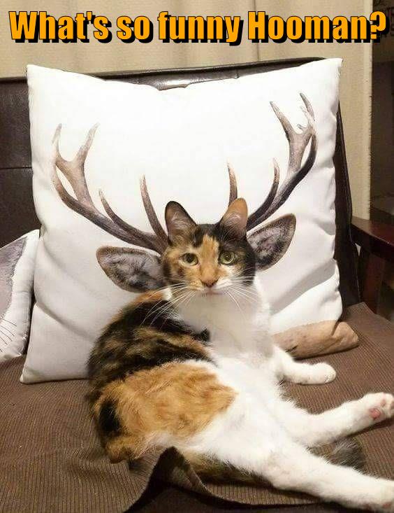 What's so funny, Hooman? - Lolcats - lol | cat memes | funny cats ...