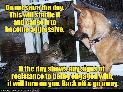Carefully Embrace The Day. - Lolcats - lol | cat memes | funny cats ...