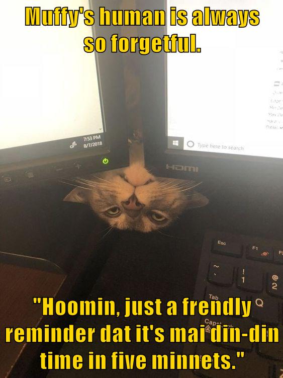 Like clockwork - Lolcats - lol | cat memes | funny cats | funny cat ...