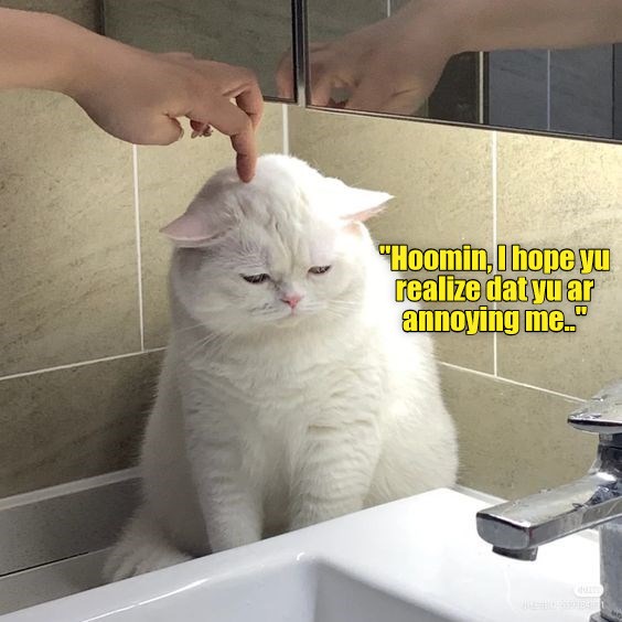 The human still needs more training. - Lolcats - lol | cat memes ...