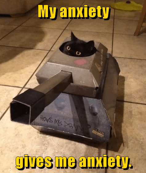 Emotional support tank - Lolcats - lol | cat memes | funny cats | funny ...