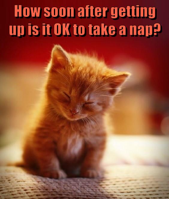 A legitimate question - Lolcats - lol | cat memes | funny cats | funny ...