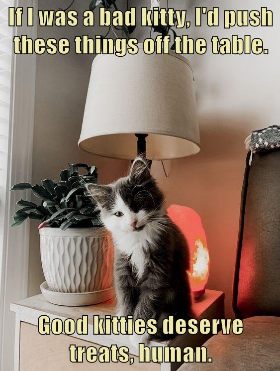 Or else - Lolcats - lol | cat memes | funny cats | funny cat pictures ...