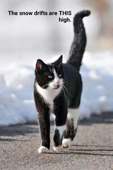 Weather reporter cat - Lolcats - lol | cat memes | funny cats | funny ...