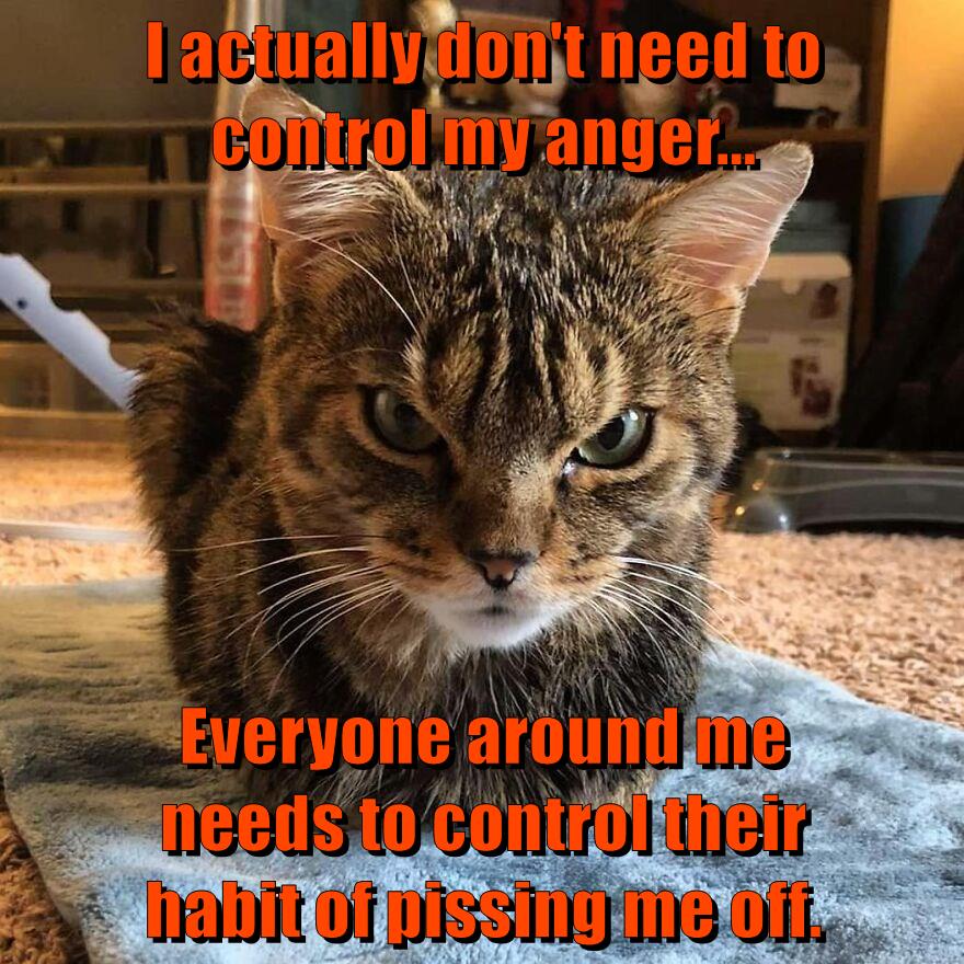 I'm not the problem - Lolcats - lol | cat memes | funny cats | funny ...