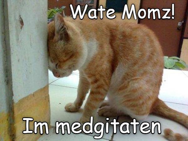 Manifesting more catnip - Lolcats - lol | cat memes | funny cats ...