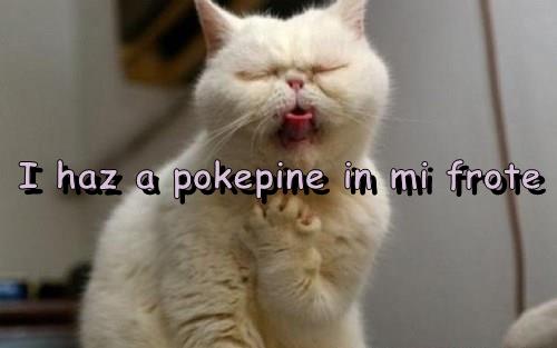 Halp - Lolcats - lol | cat memes | funny cats | funny cat pictures with ...