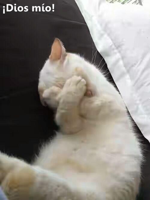 Que horror! - Lolcats - lol | cat memes | funny cats | funny cat ...