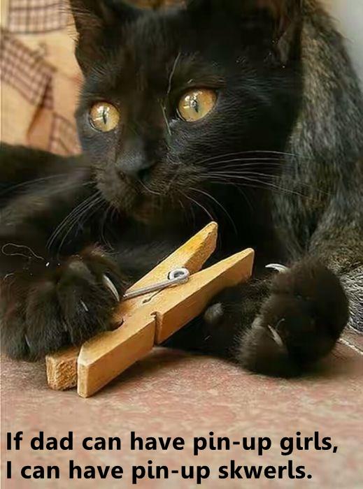 It's only fair - Lolcats - lol | cat memes | funny cats | funny cat ...