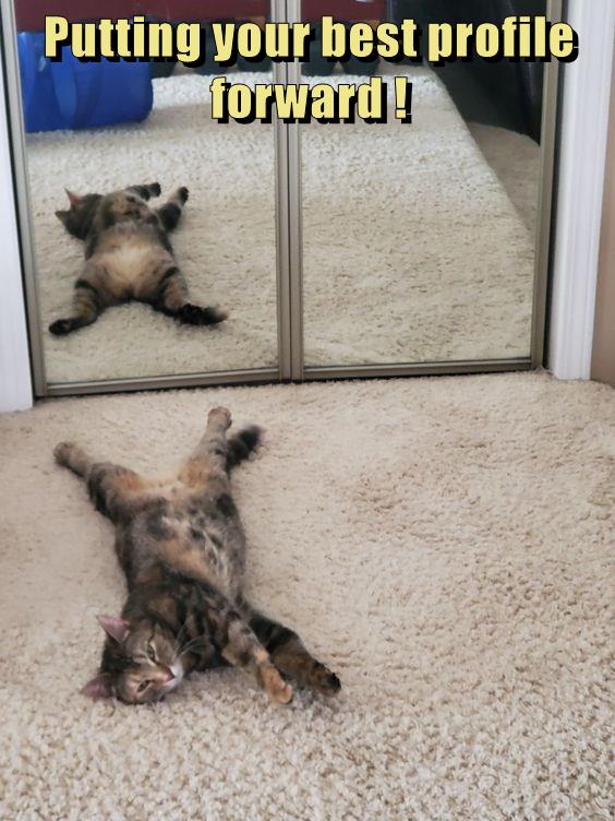 One must always know their angles - Lolcats - lol | cat memes | funny ...