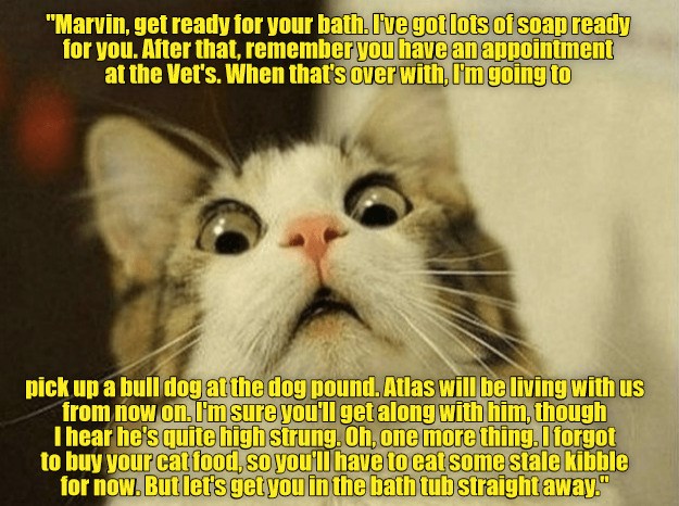 Wut - Lolcats - lol | cat memes | funny cats | funny cat pictures with ...