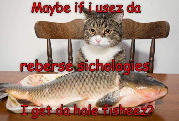 Gib fish. - Lolcats - lol | cat memes | funny cats | funny cat pictures ...