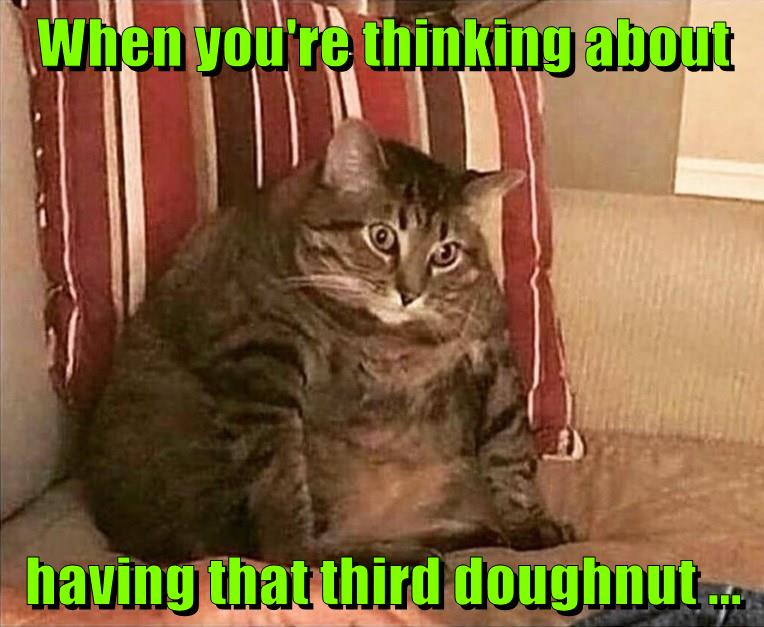 At this point, who's even counting - Lolcats - lol | cat memes | funny ...