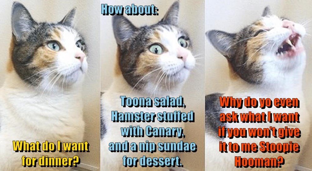 You never listen to me! - Lolcats - lol | cat memes | funny cats ...